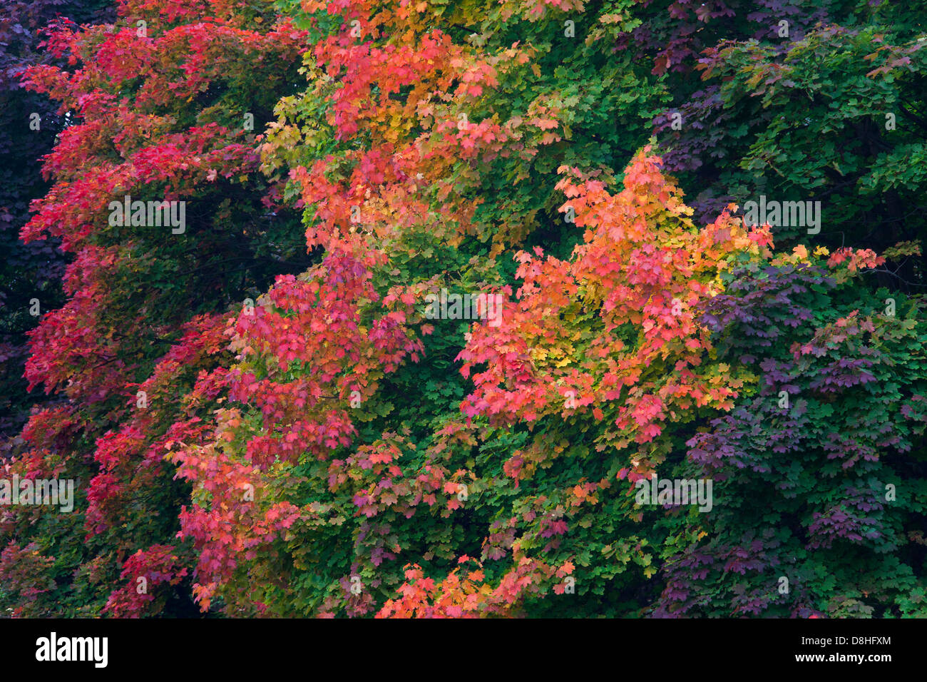 Fall foliage norway maple trees hi-res stock photography and images - Alamy