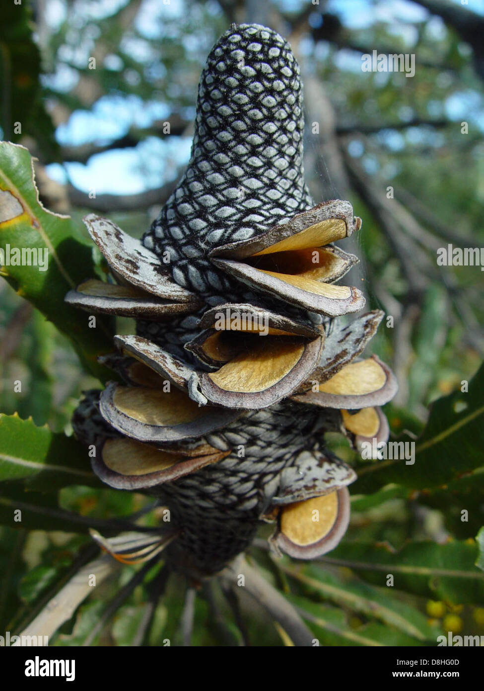 A dried Banksia flower, recognized for its distinctive shape and ...