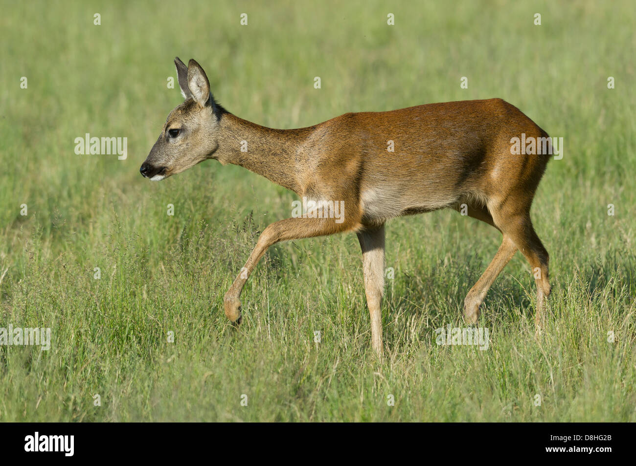 Female roe deer running hi-res stock photography and images - Alamy