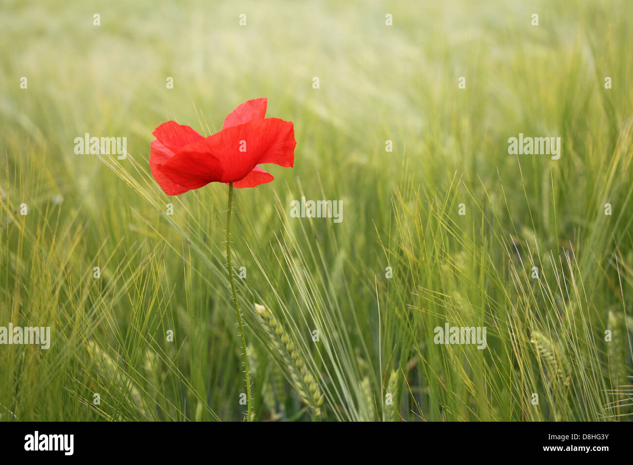 Wheat flower hi-res stock photography and images - Alamy