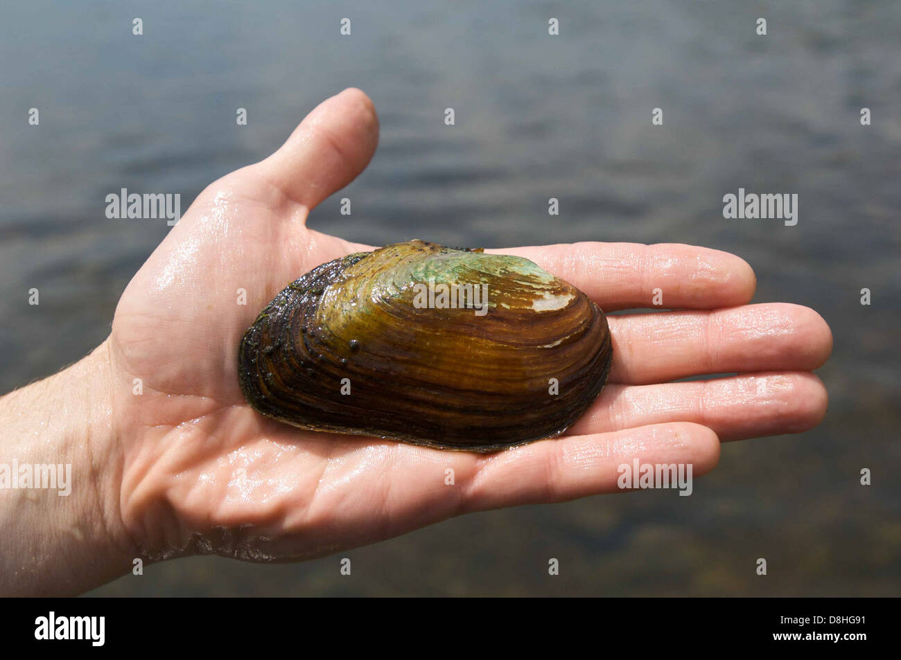Eastern Elliptio High Resolution Stock Photography and Images - Alamy