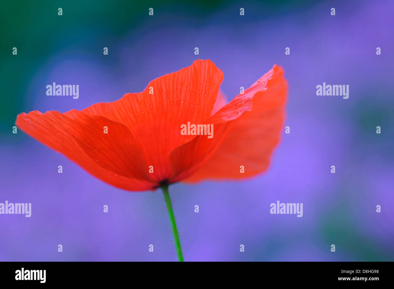 corn poppy, papaver rhoeas, vechta, niedersachsen, germany Stock Photo ...