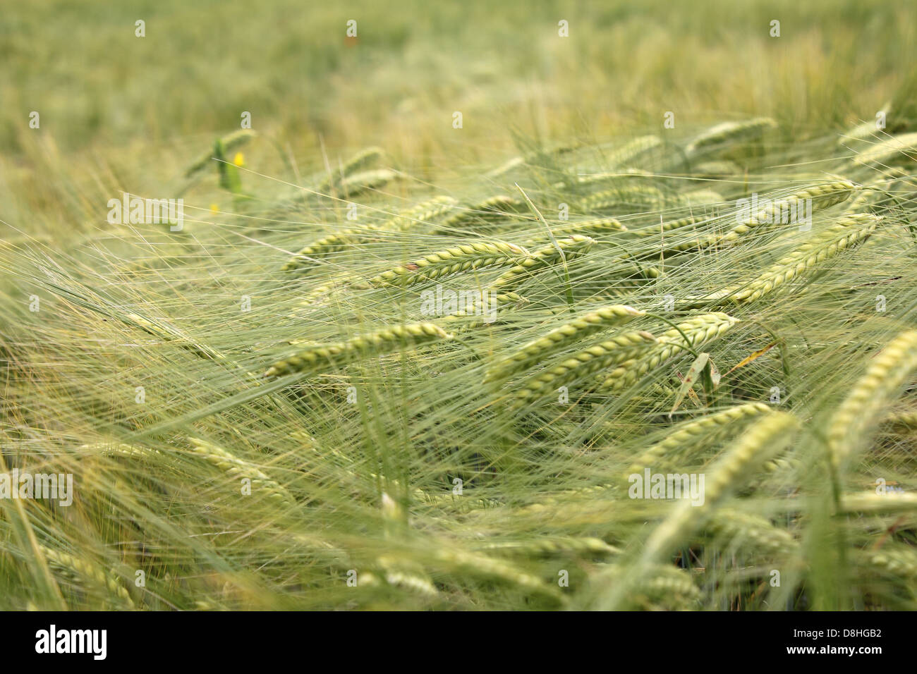 Wheat field in early spring, as well as beautiful green background ...