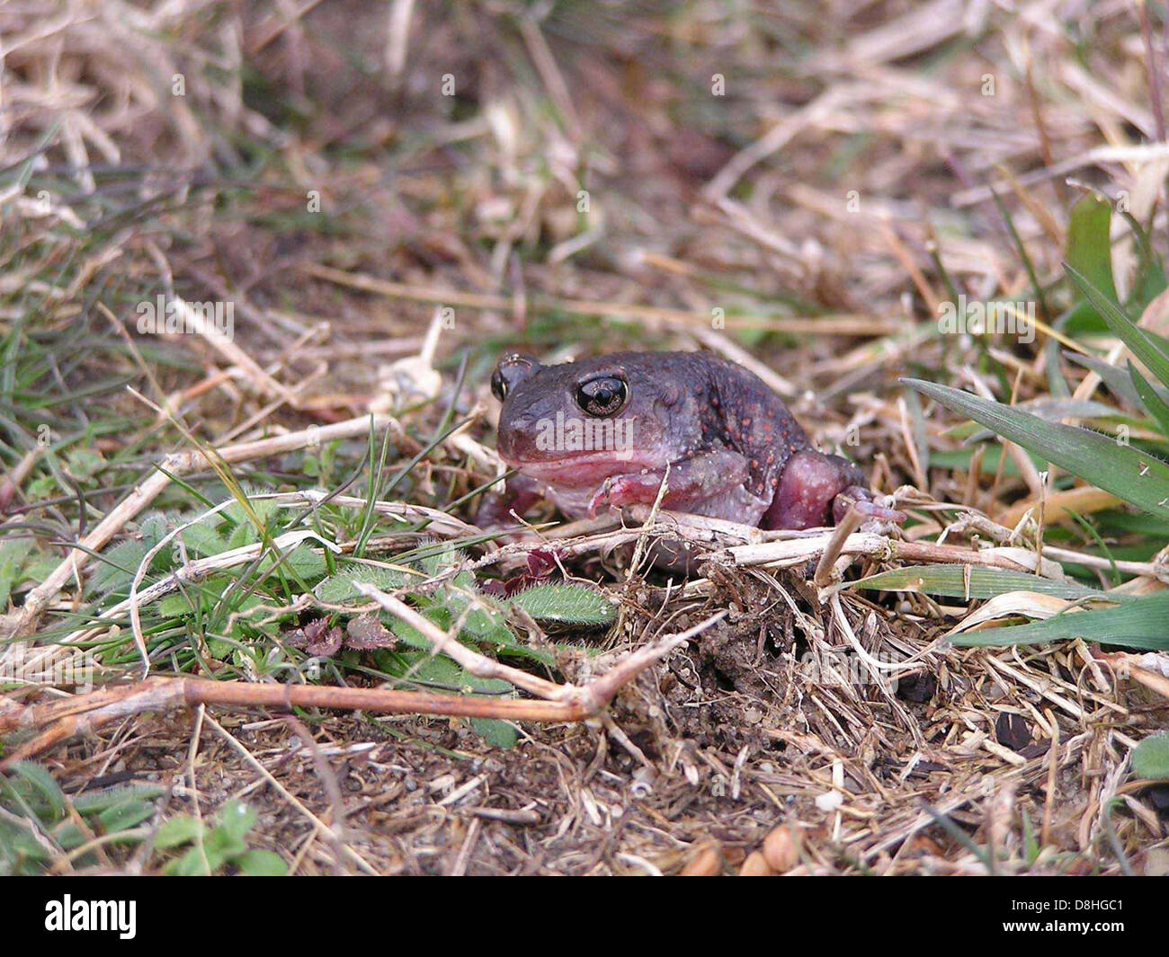 Eastern spadefoot toad frog Stock Photo - Alamy