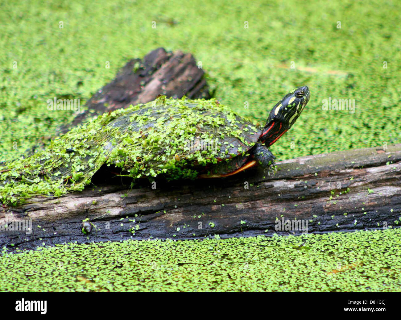 Easter painted turtle reptile chrysemys picta picta Stock Photo - Alamy