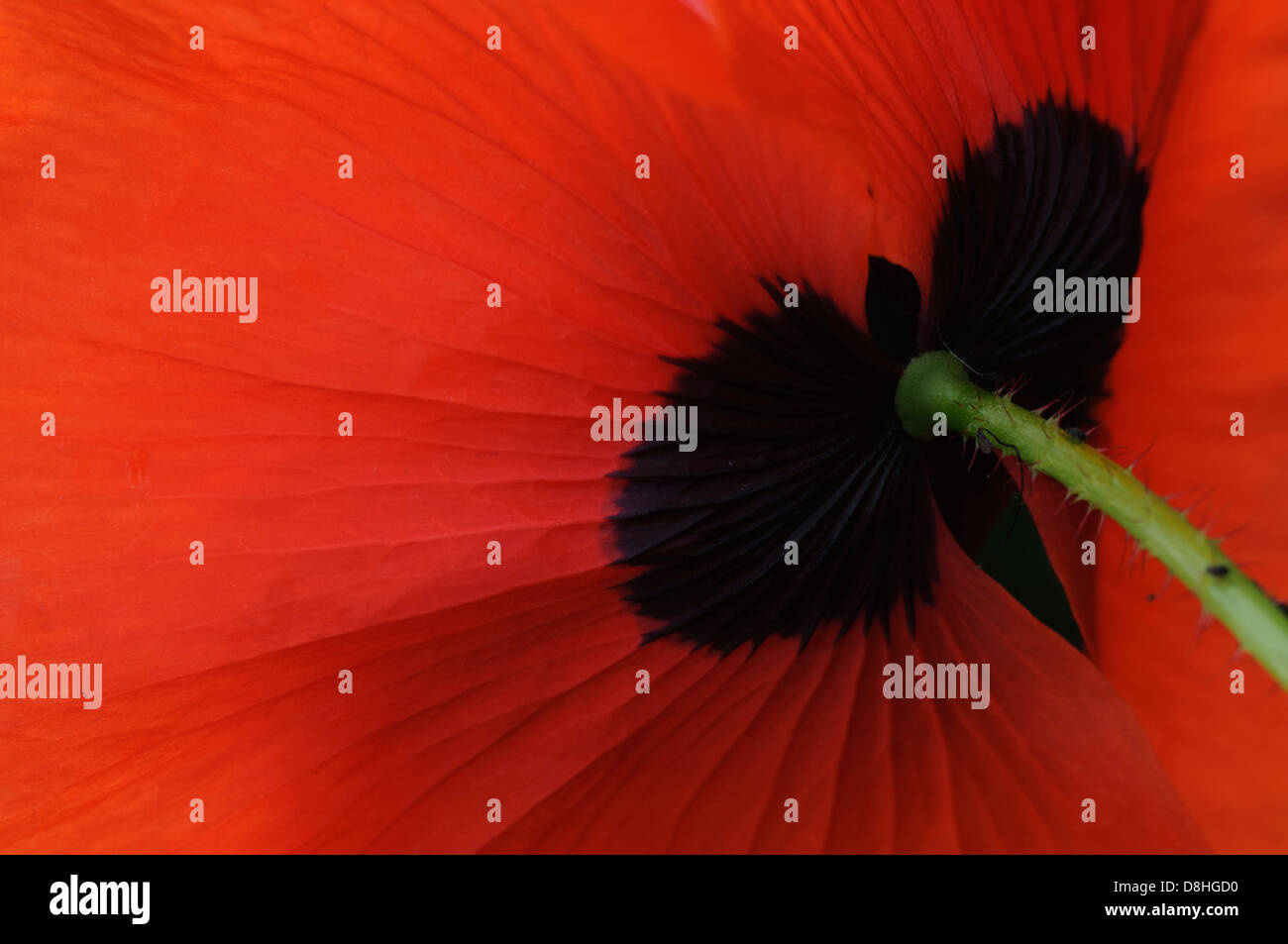 corn poppy, papaver rhoeas, vechta, niedersachsen, germany Stock Photo ...