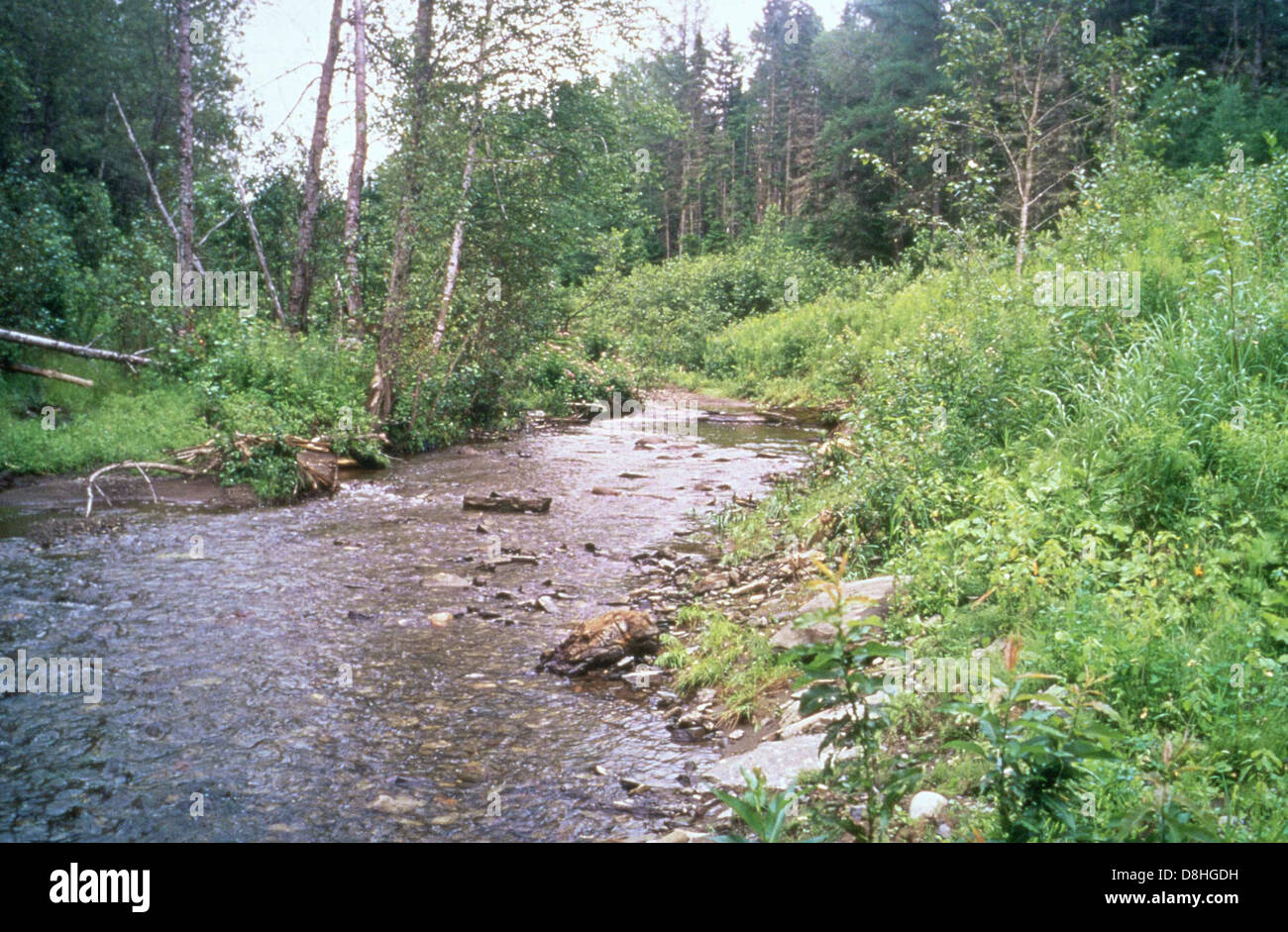 East Branch Greenlaw Brook, a small watercourse in the UK, flows ...