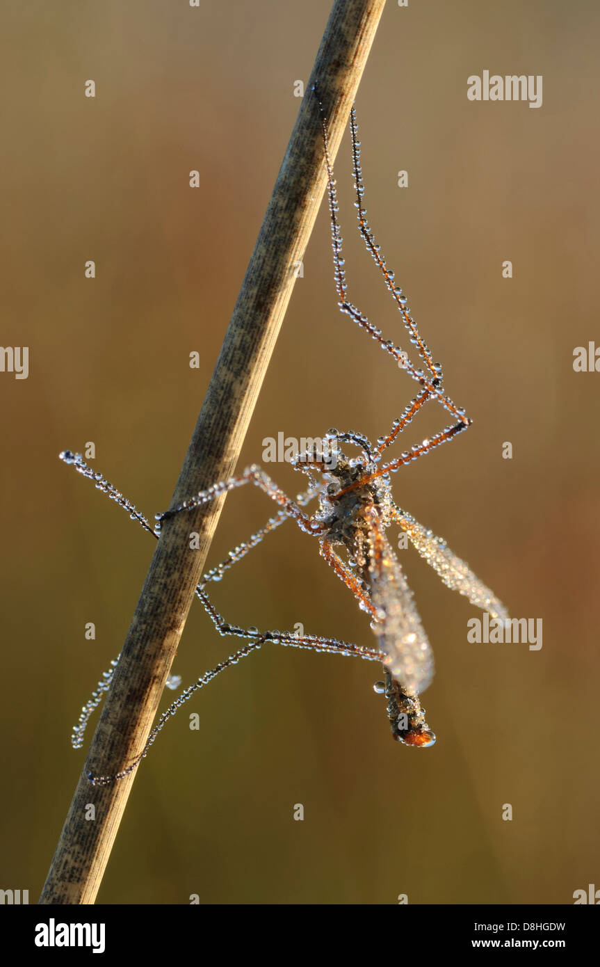 Crane flies crane flies daddy long legs tipulidae hi-res stock ...