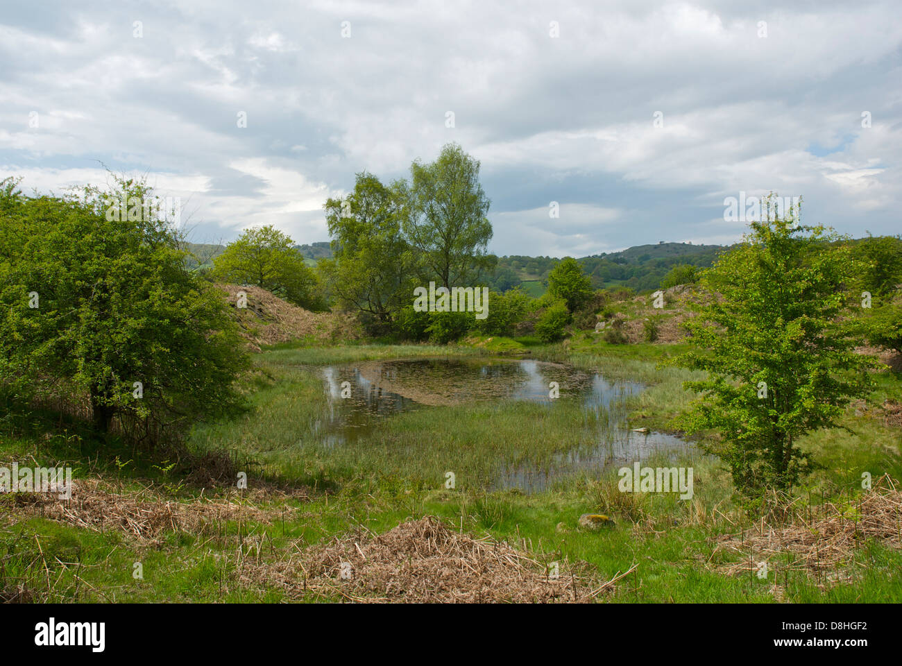 Pool at Barkbooth Lot, a Cumbria Wildlife Trust nature reserve, near ...