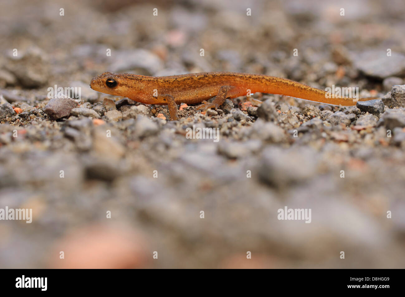 Newt spawning hi-res stock photography and images - Alamy