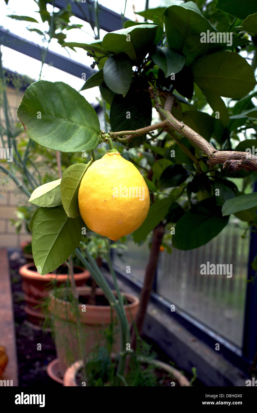 Lemon tree in a conservatory Stock Photo - Alamy
