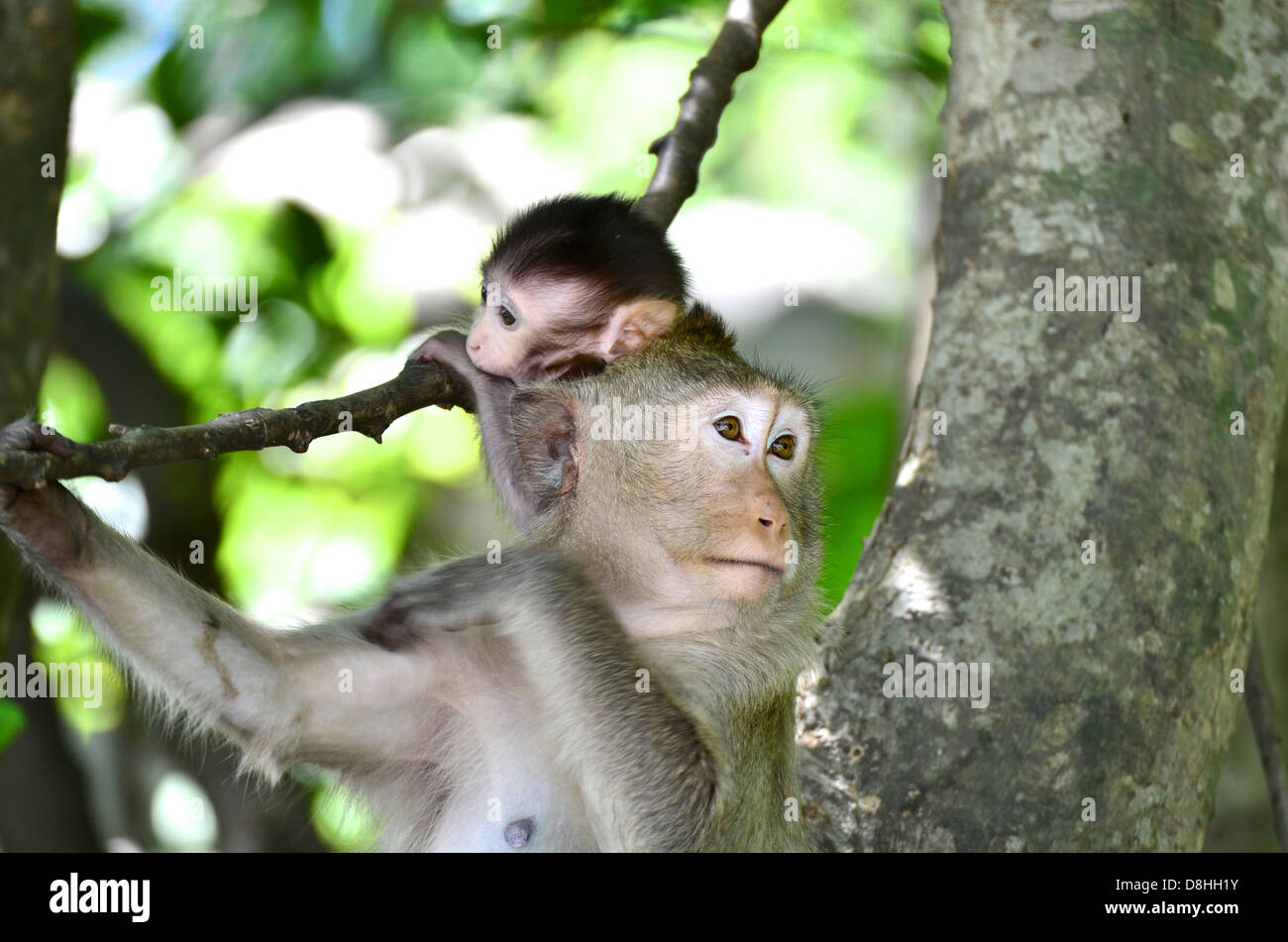 Mother and baby monkey hi-res stock photography and images - Alamy