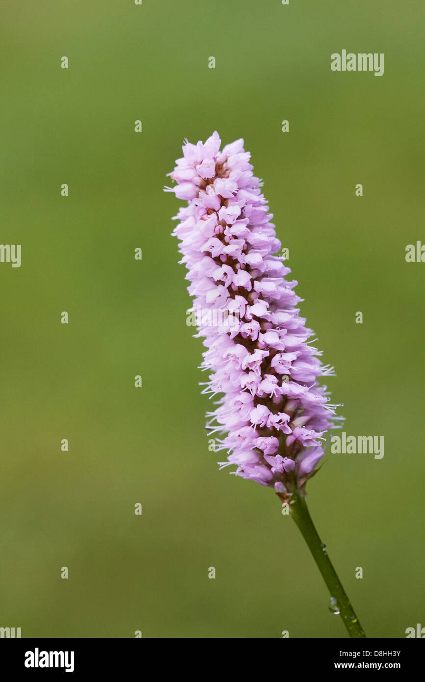 Persicaria bistorta 'Superba' Stock Photo - Alamy