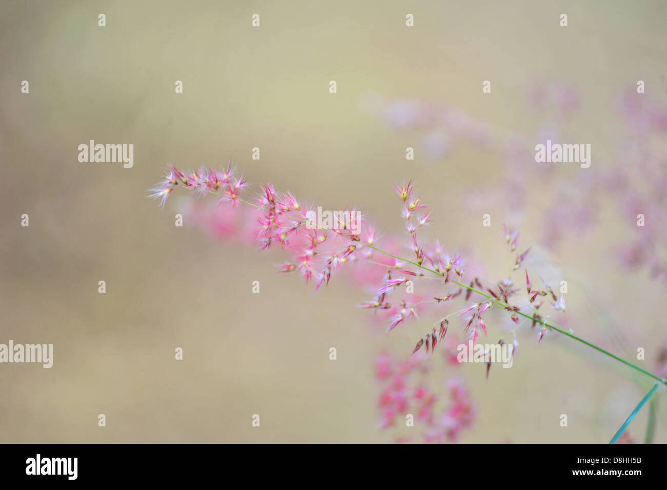 Wild meadow pink flowers hi-res stock photography and images - Alamy