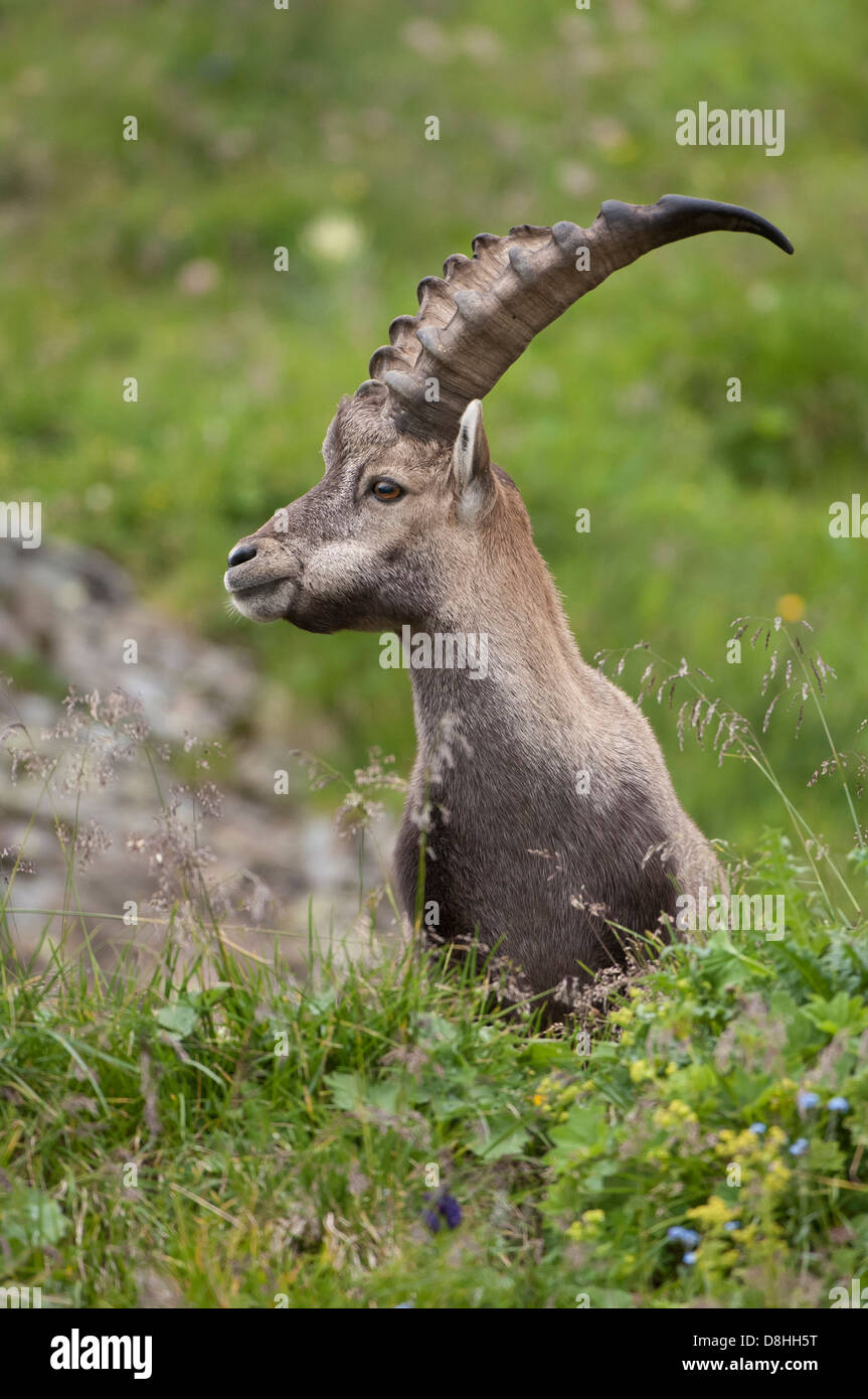alpine ibex, capra ibex, hohe tauern national park, austria Stock Photo ...