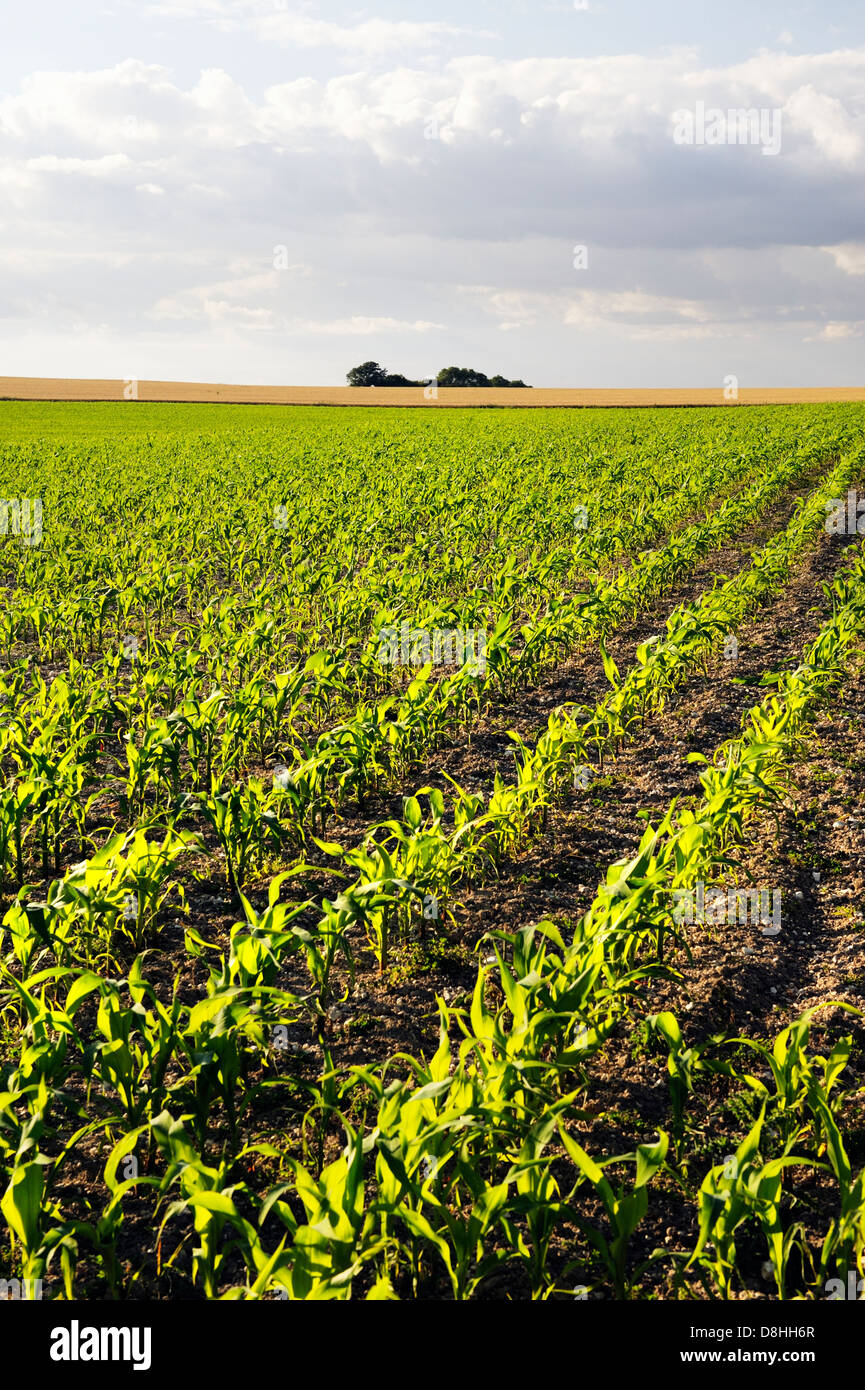 Early growth corn on the cob maize sweetcorn seedling seedlings plant ...
