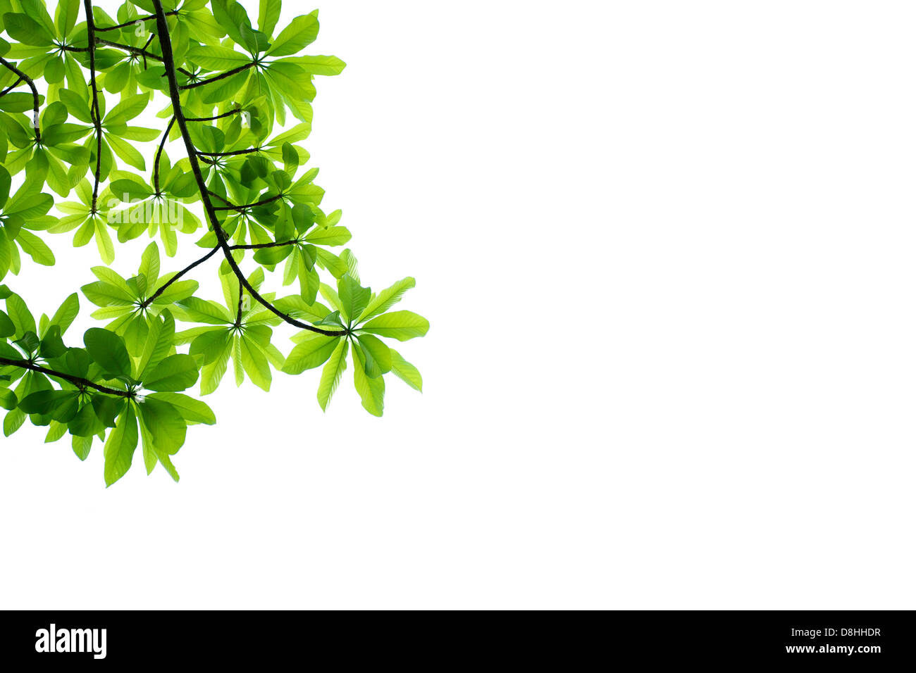 Spring leafs on white background Stock Photo - Alamy