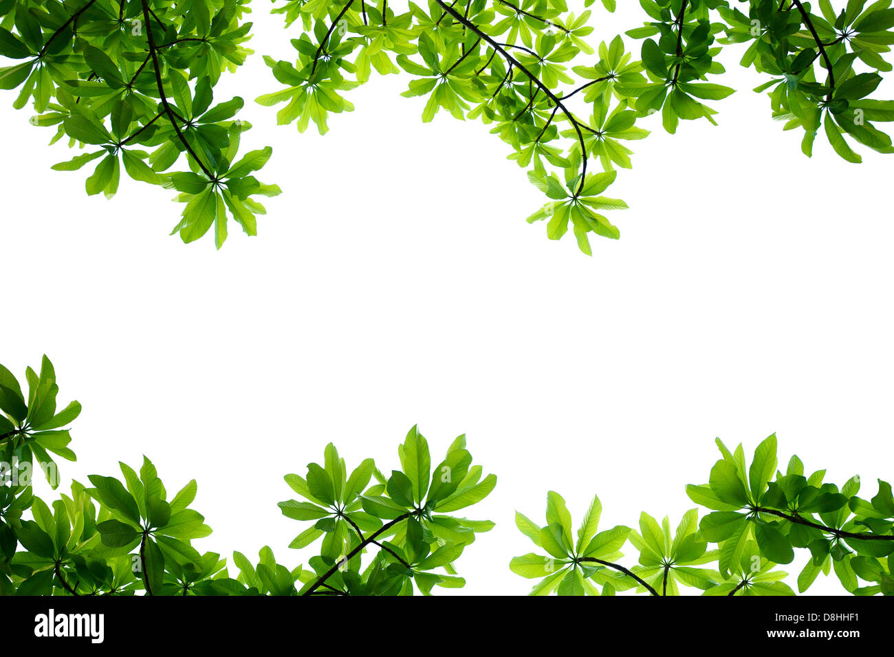 Leafs on white background hi-res stock photography and images - Alamy