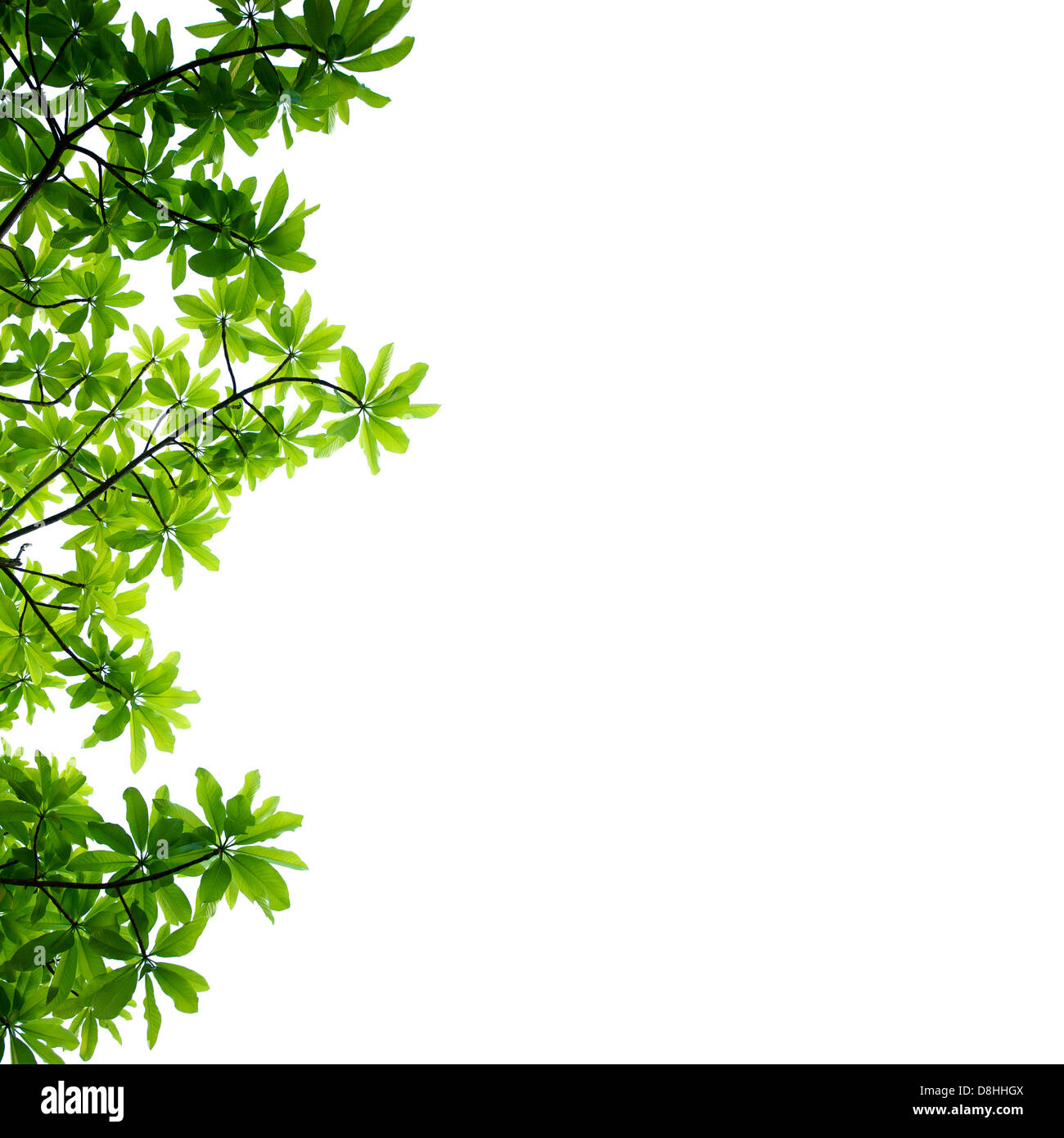 Spring leafs on white background Stock Photo - Alamy