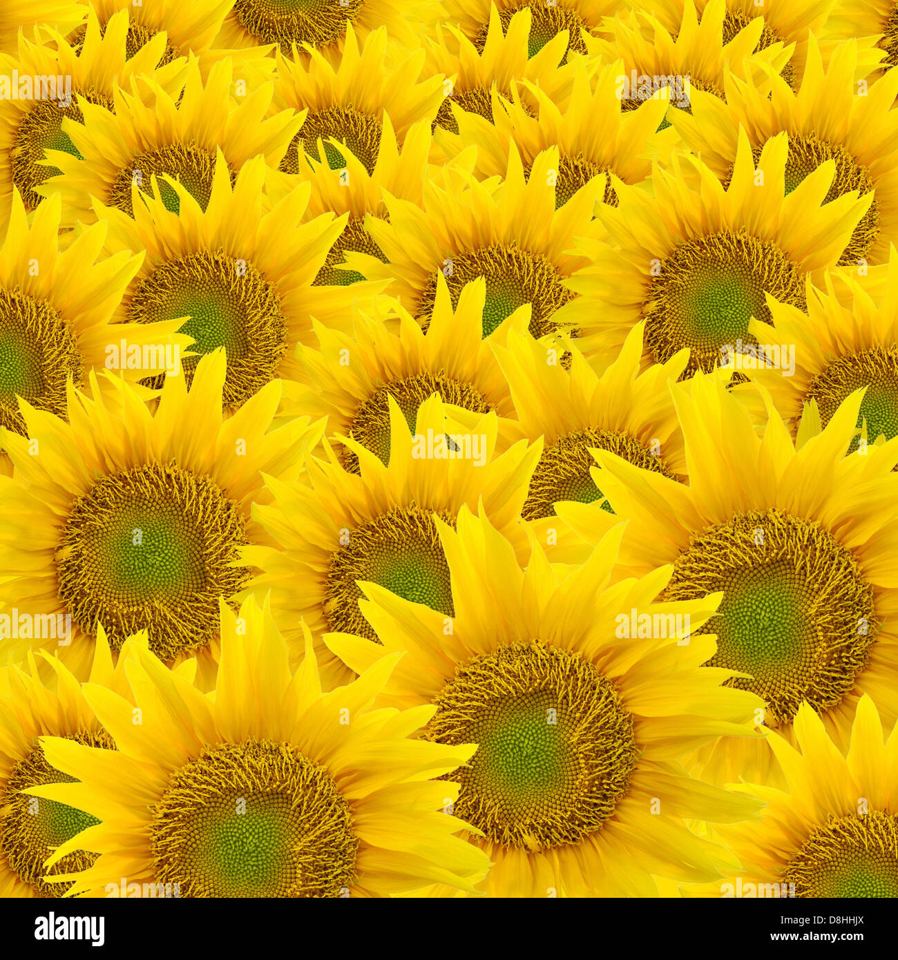 Background photography sunflower hi-res stock photography and images ...