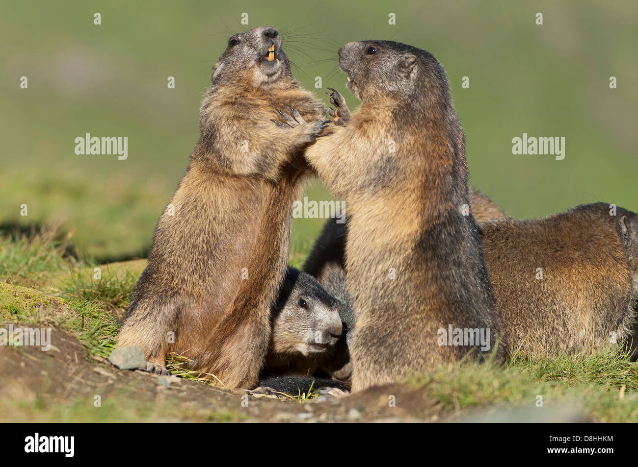 alpine marmot, marmota marmota, hohe tauern national park, austria Stock Photo - Alamy