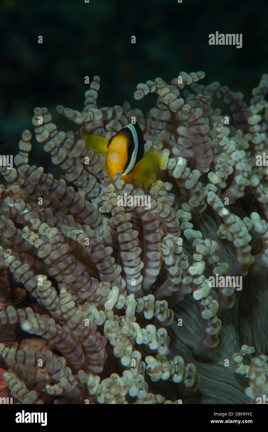 Panda anemonefish (Amphiprion polymus) on anemone, Chaaya Reef ...