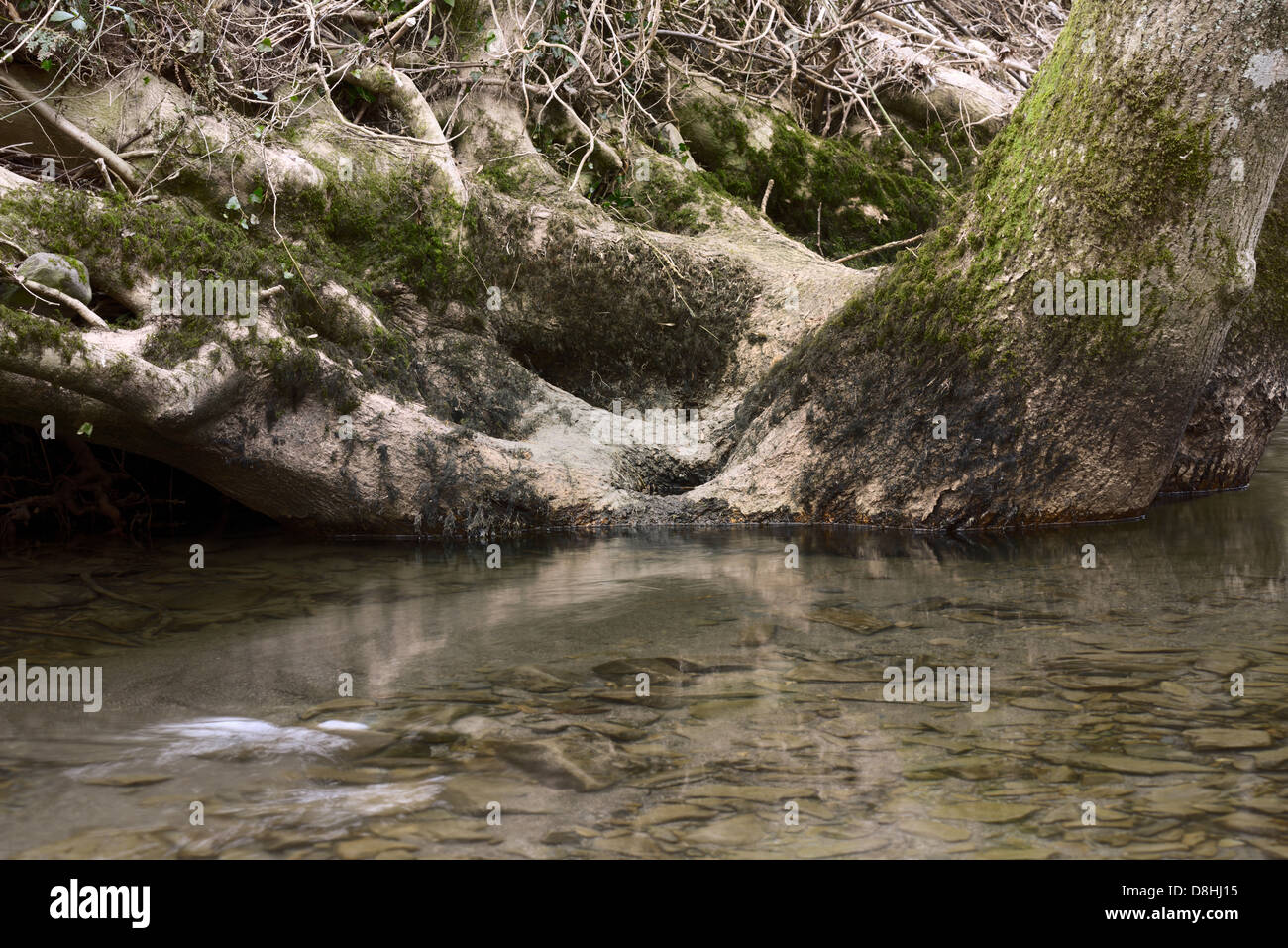 Base of mature Ash tree with exposed roots sunken into water at the ...