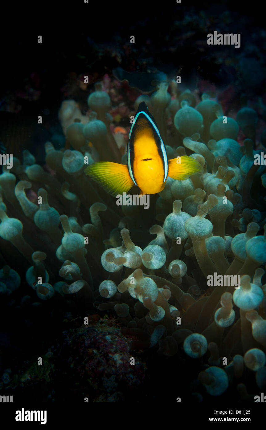 Panda anemonefish (Amphiprion polymus) on anemone, Chaaya Reef ...