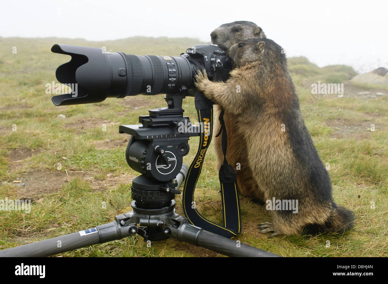 alpine marmot, marmota marmota, hohe tauern national park, austria ...