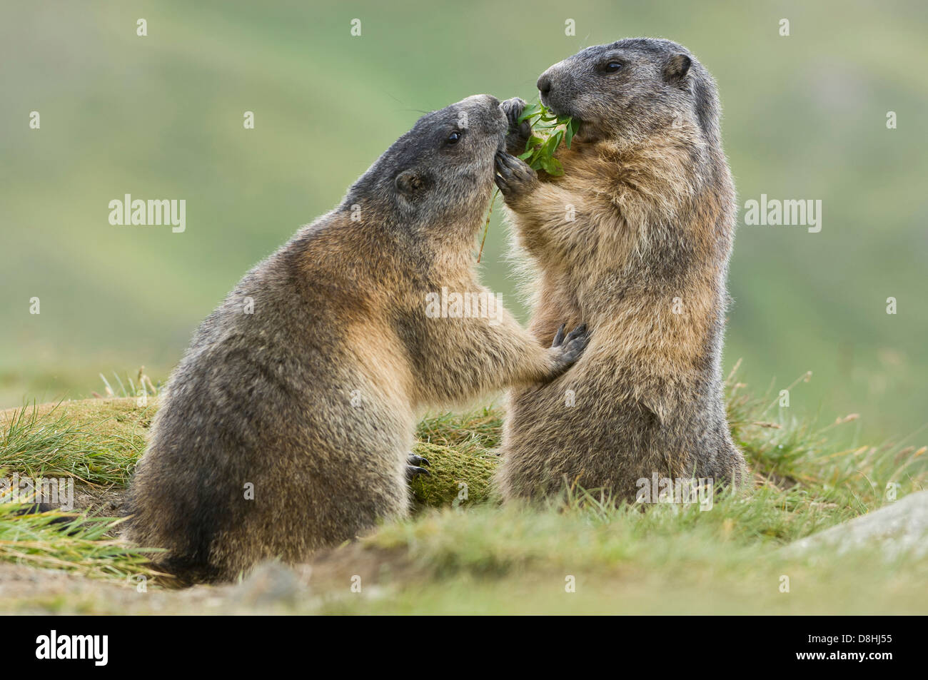 alpine marmot, marmota marmota, hohe tauern national park, austria Stock Photo - Alamy