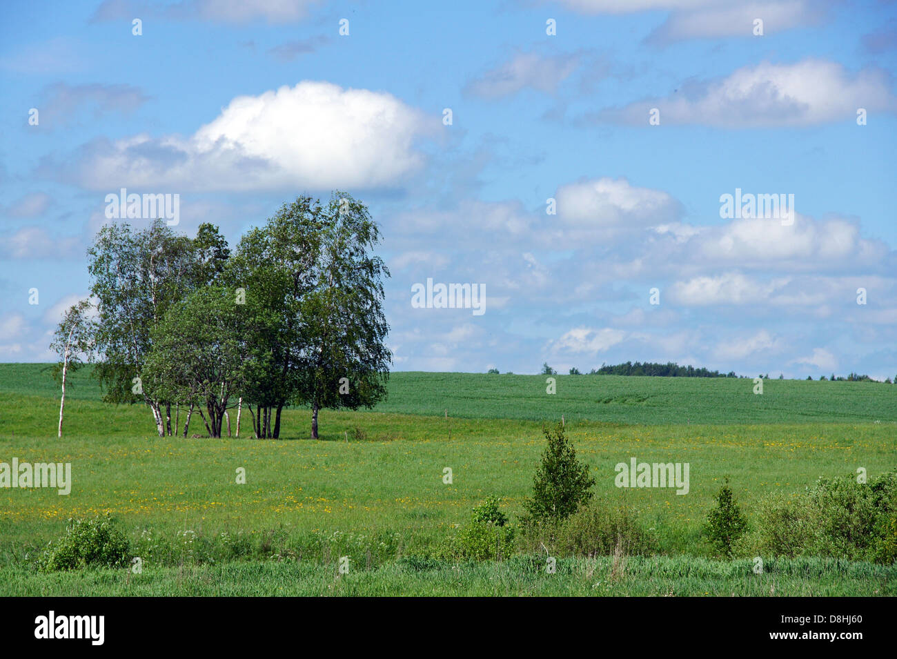 Perfect lone green tree against blue sky in a natural environment Stock ...