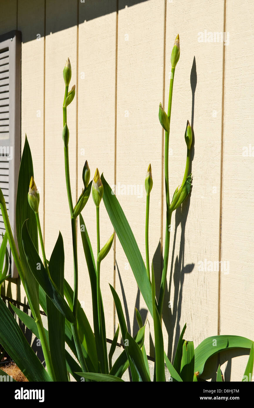 Spring Budding Yellow Irises Stock Photo - Alamy