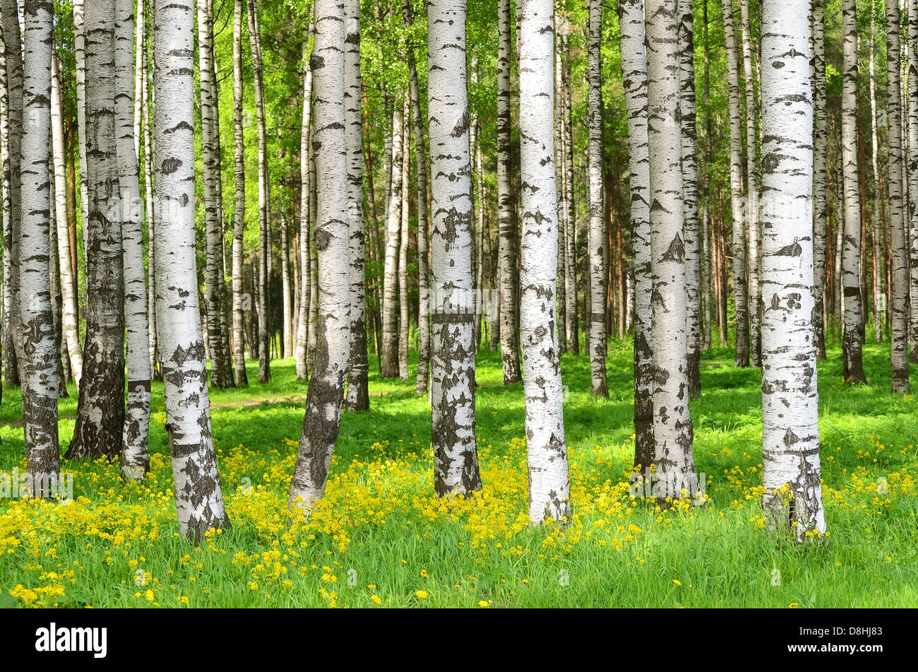 Birch trees hi-res stock photography and images - Alamy