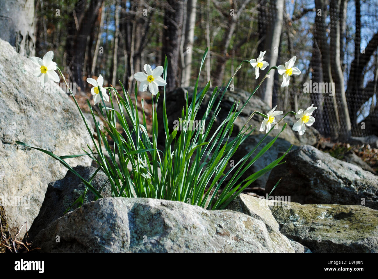 Fancy White Daffodils in a Rocky Garden Stock Photo - Alamy