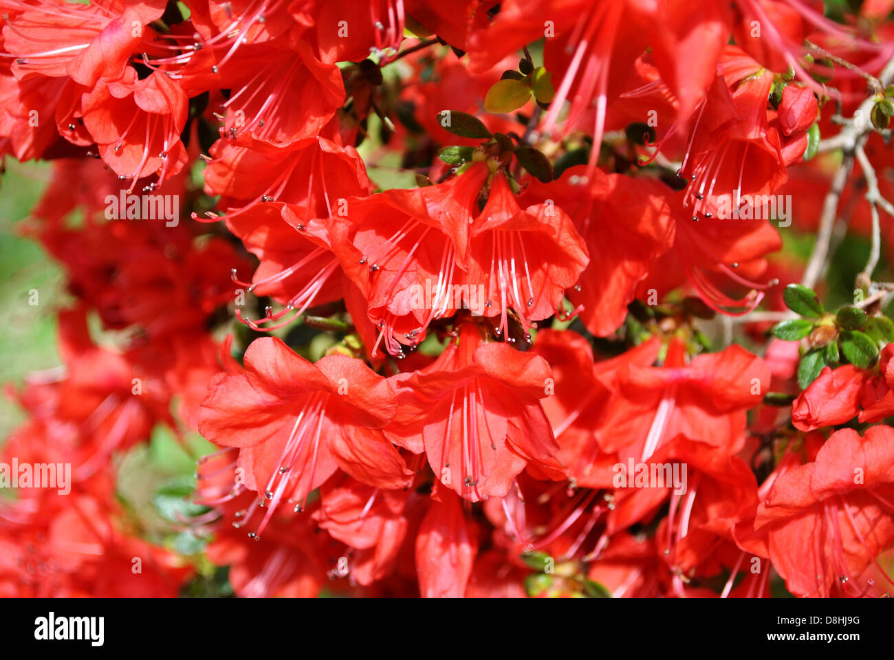 Bright Red Spring Azalea Stock Photo - Alamy