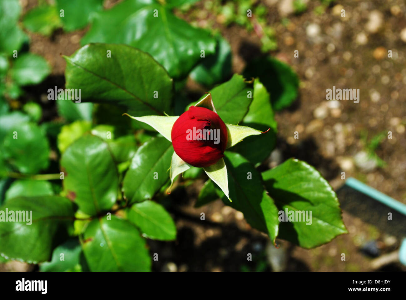 Red Rose Bud on a Bush Stock Photo - Alamy