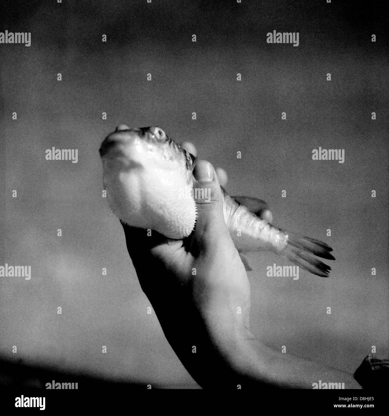 Puffer fish dead fish Black and White Stock Photos & Images - Alamy