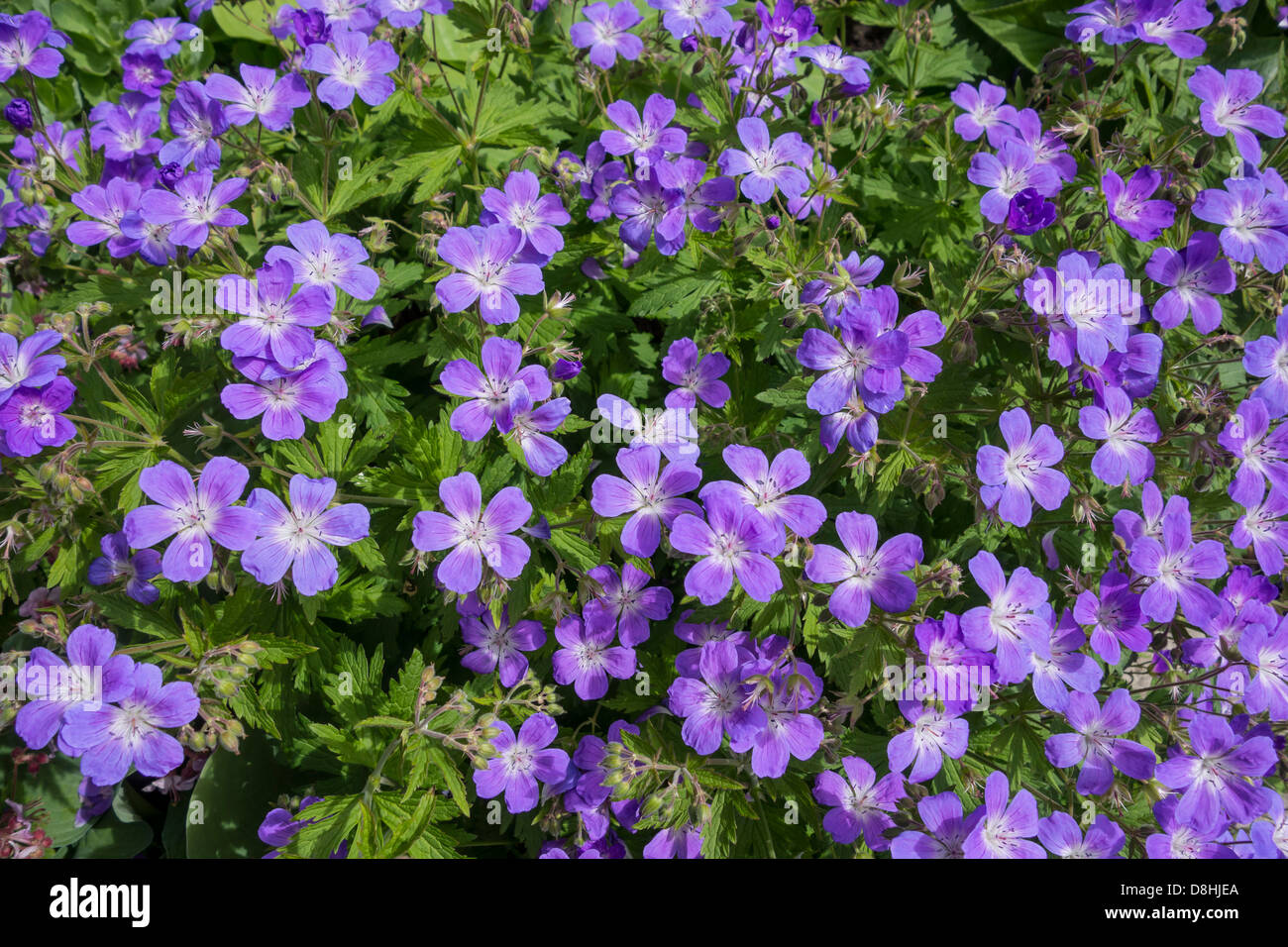 Geranium Johnsons Blue garden flowers Stock Photo - Alamy