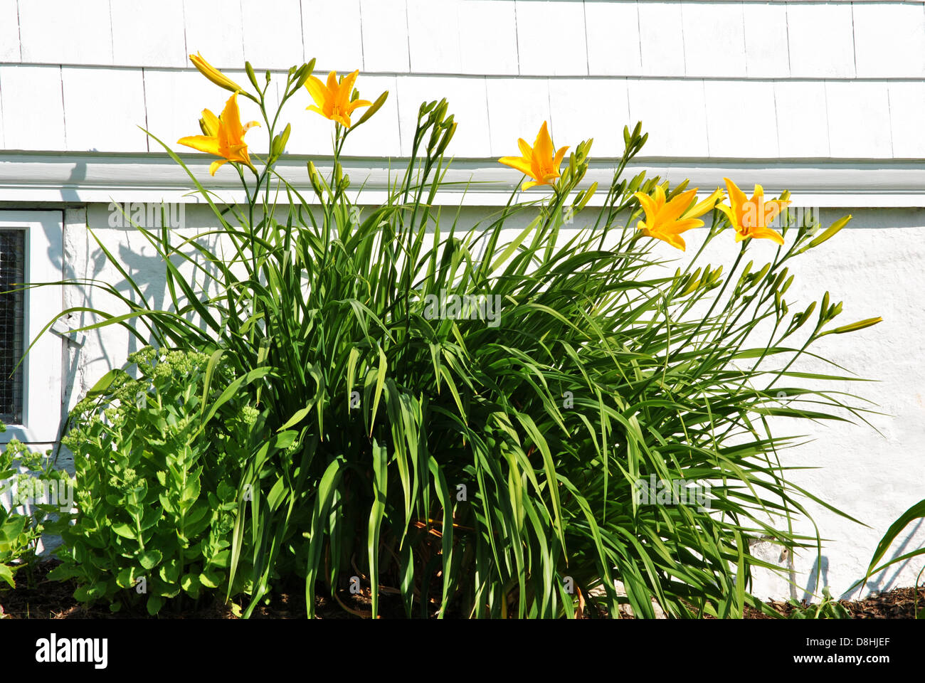 Summer Yellow Day Lilies Stock Photo - Alamy