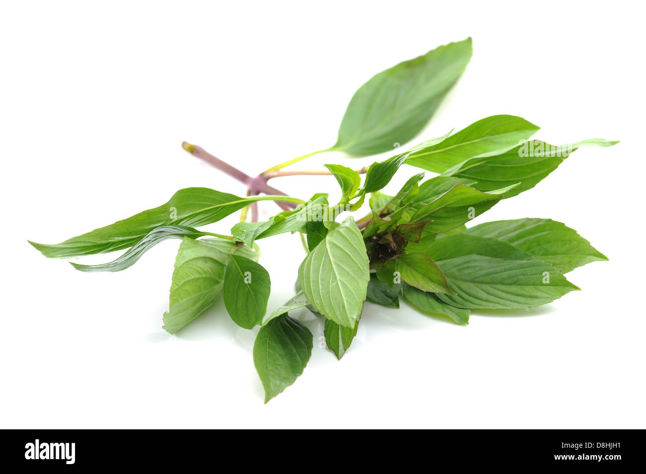 Basil herb spice leaf hi-res stock photography and images - Alamy