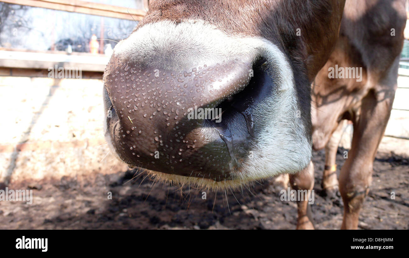 water drops on cow nose Stock Photo - Alamy