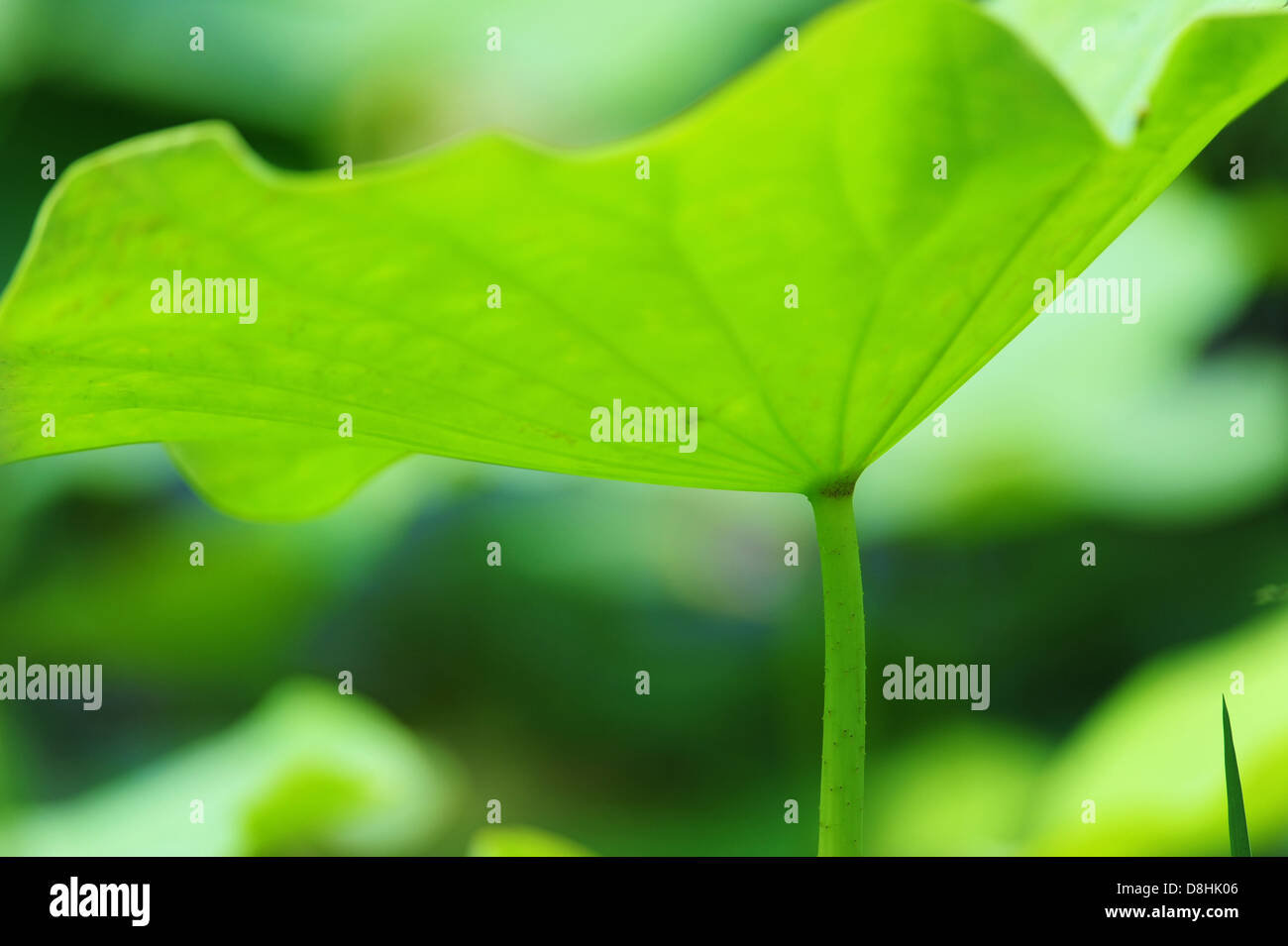 Lotus leaf hi-res stock photography and images - Alamy