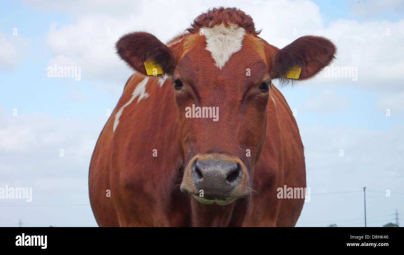 Cow portrait format hi-res stock photography and images - Alamy