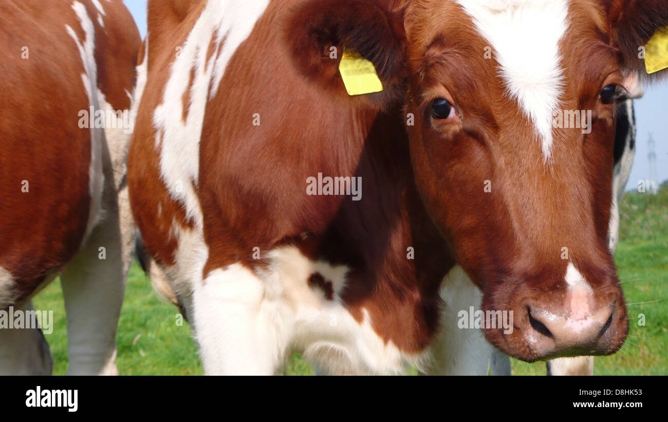 Cow portrait format hi-res stock photography and images - Alamy