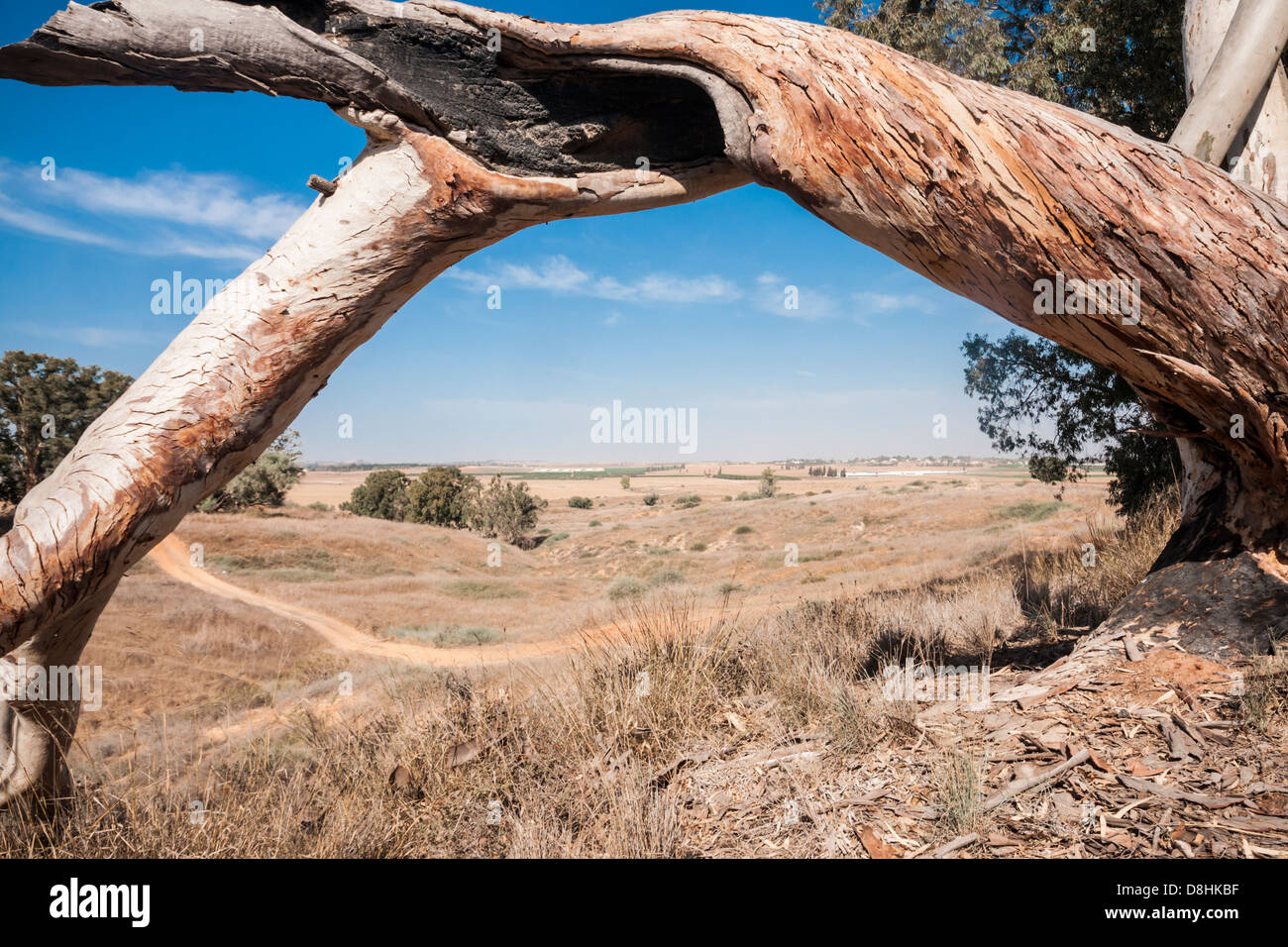 Israel. A dead tree overarching a view of a Savannah near Shikma ...