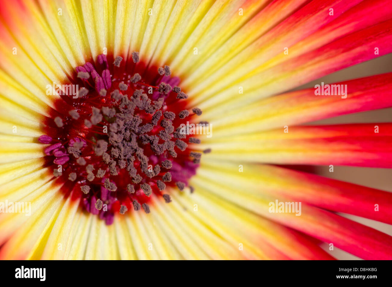 close up flower Stock Photo - Alamy