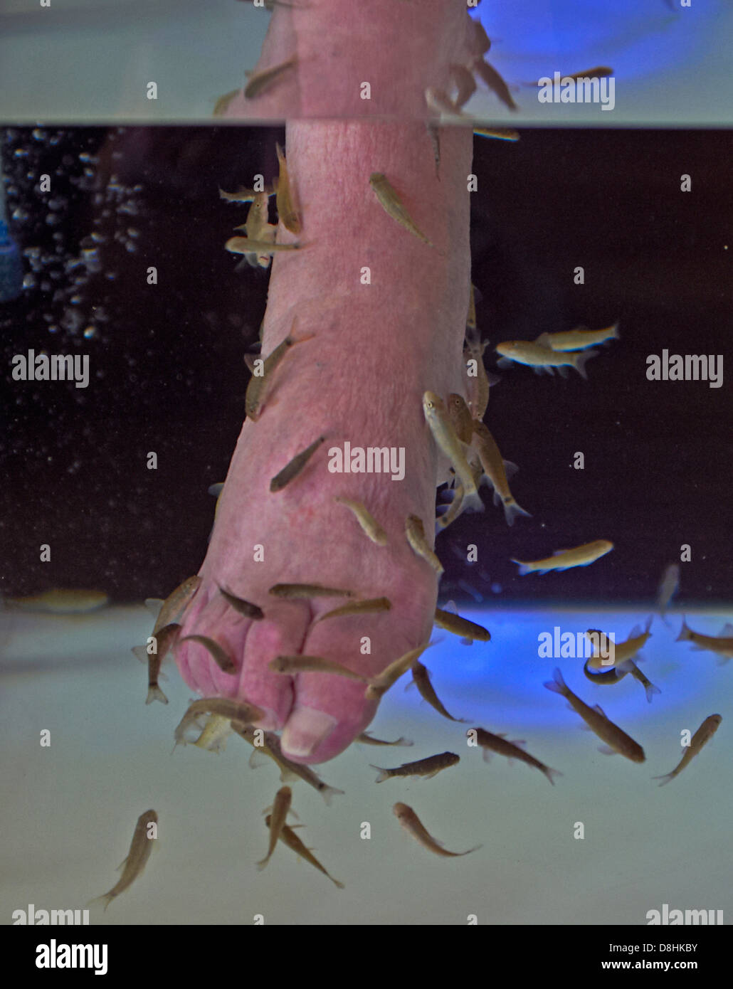 Fish spa pedicure Stock Photo - Alamy