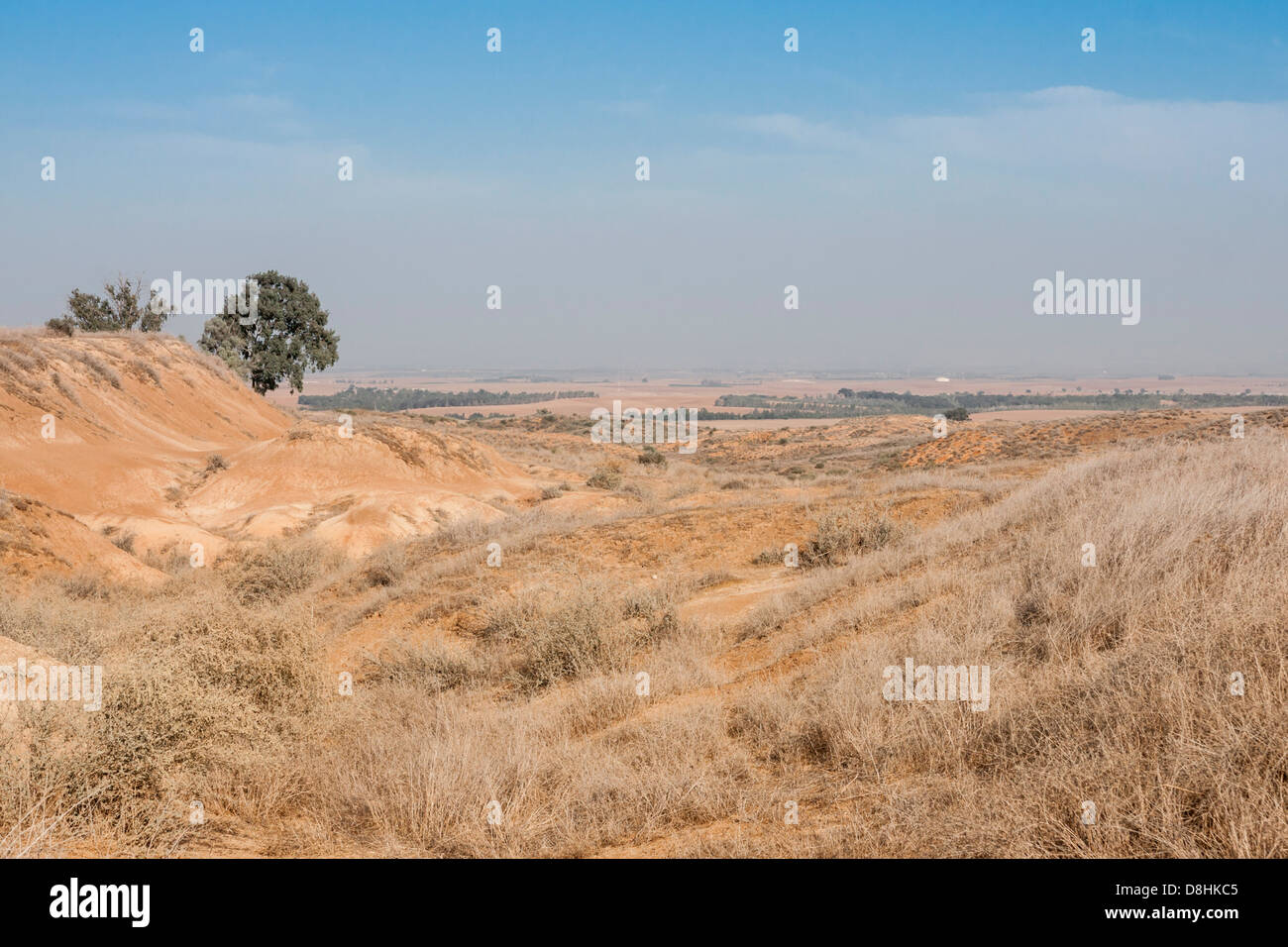 Israel. A a view of a Savannah near Shikma (Sycamore) canyon the ...