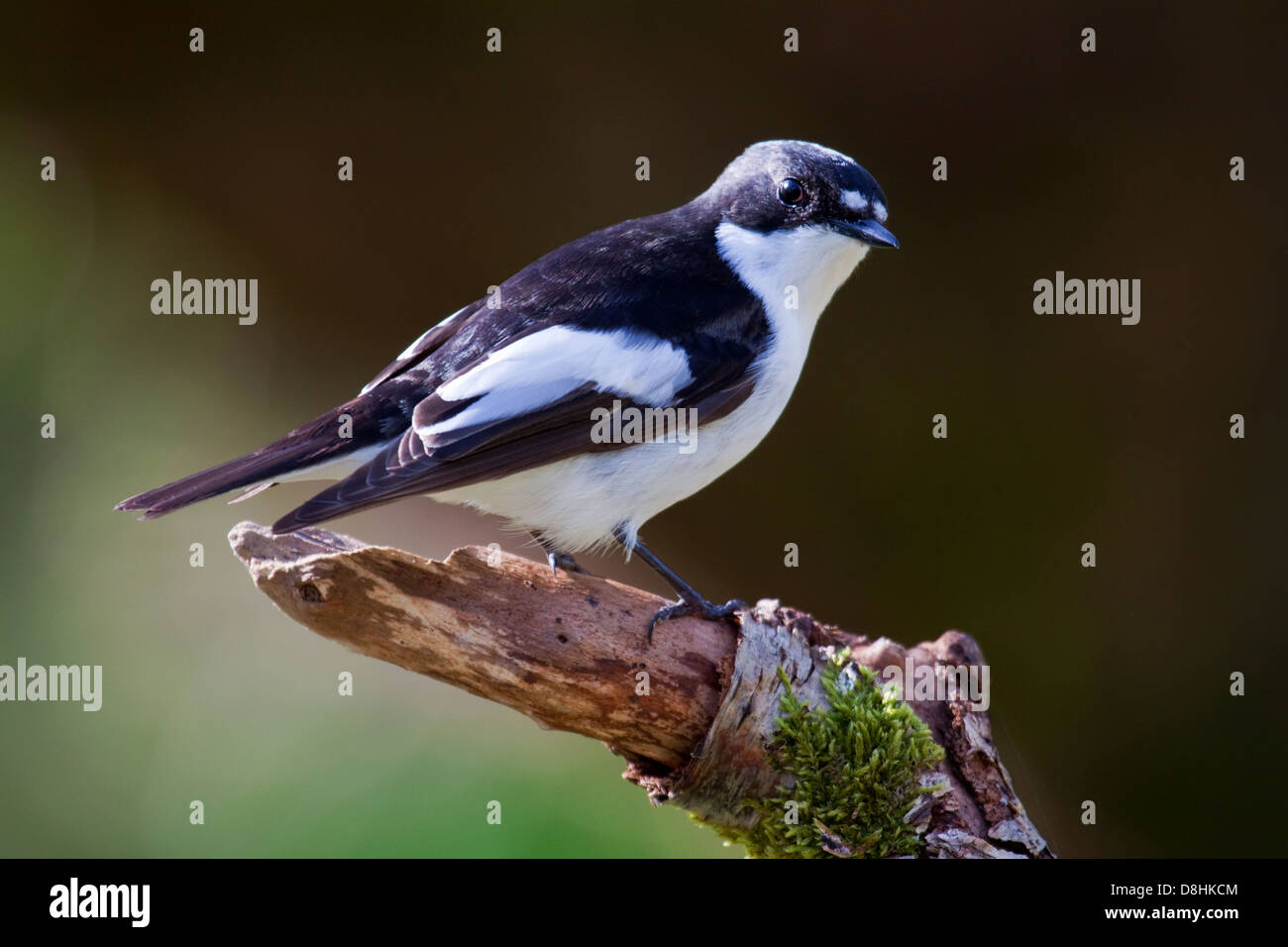 Pied flycatcher and wales hi-res stock photography and images - Alamy