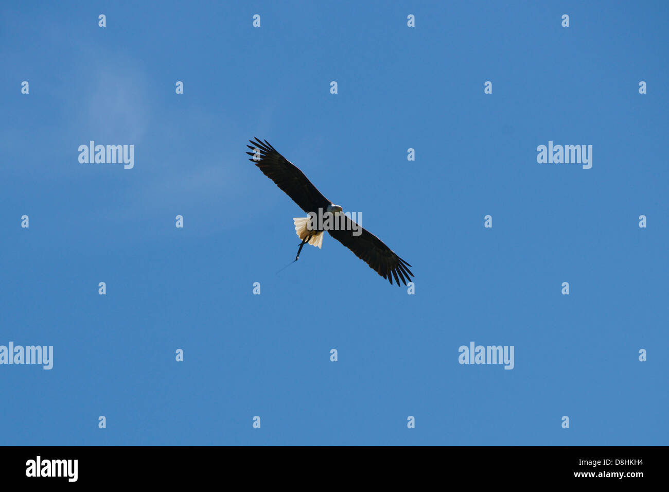 Eagle in flight Stock Photo - Alamy